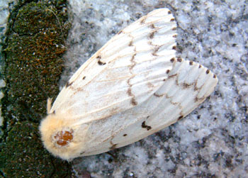 夜蛾总科 Noctuoidea 中国动物学科普